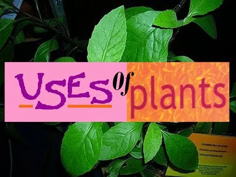 Uses of Plants - ClassX