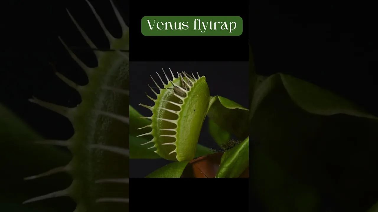 Venus flytrap, an insectivorous plant! The plant that eats insects - ClassX