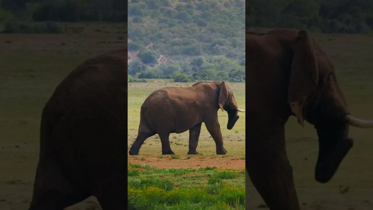 Want to Know Some Amazing Things About Elephants? ???? - ClassX