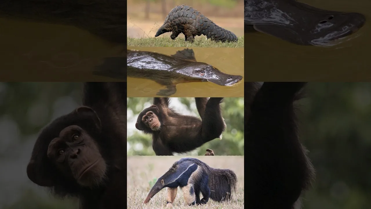 What do a chimp, a platypus, an anteater, and a pangolin have in common ...