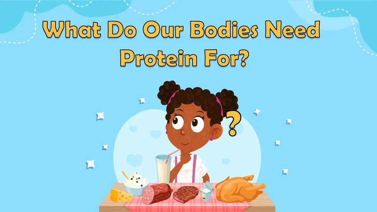 What Do Our Bodies Need Protein For? - ClassX