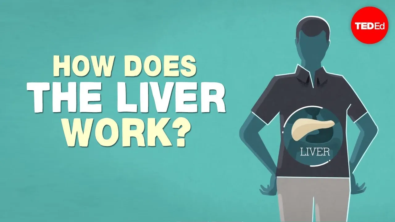 What does the liver do? - Emma Bryce - ClassX