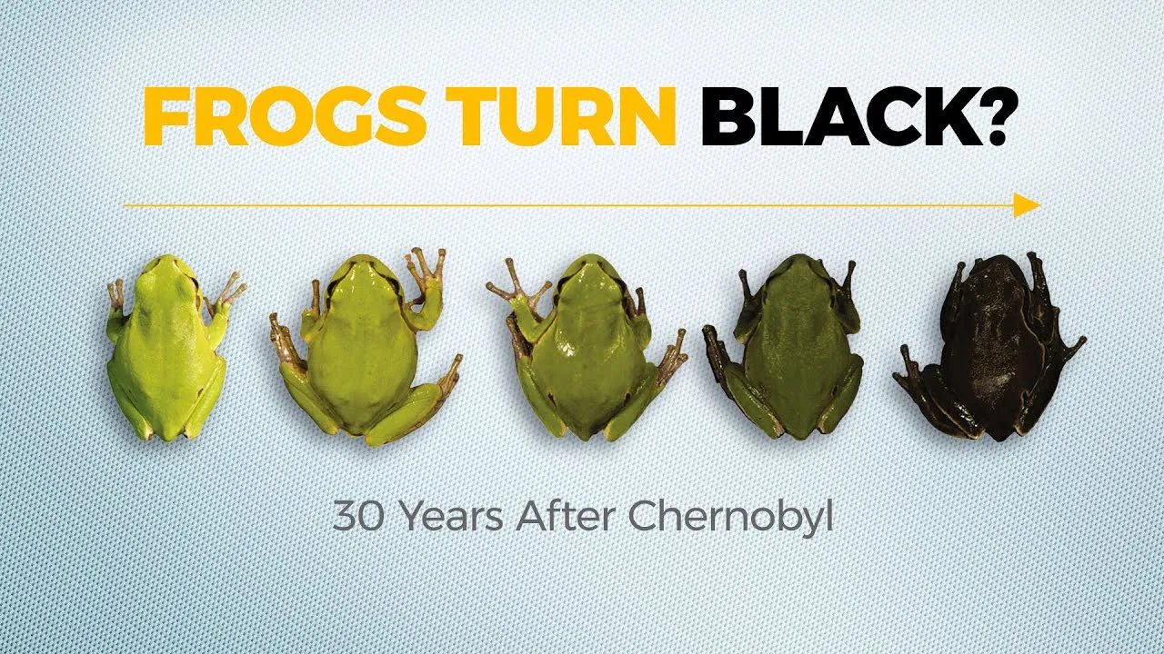 What Happens to Wildlife After Nuclear Disaster - ClassX