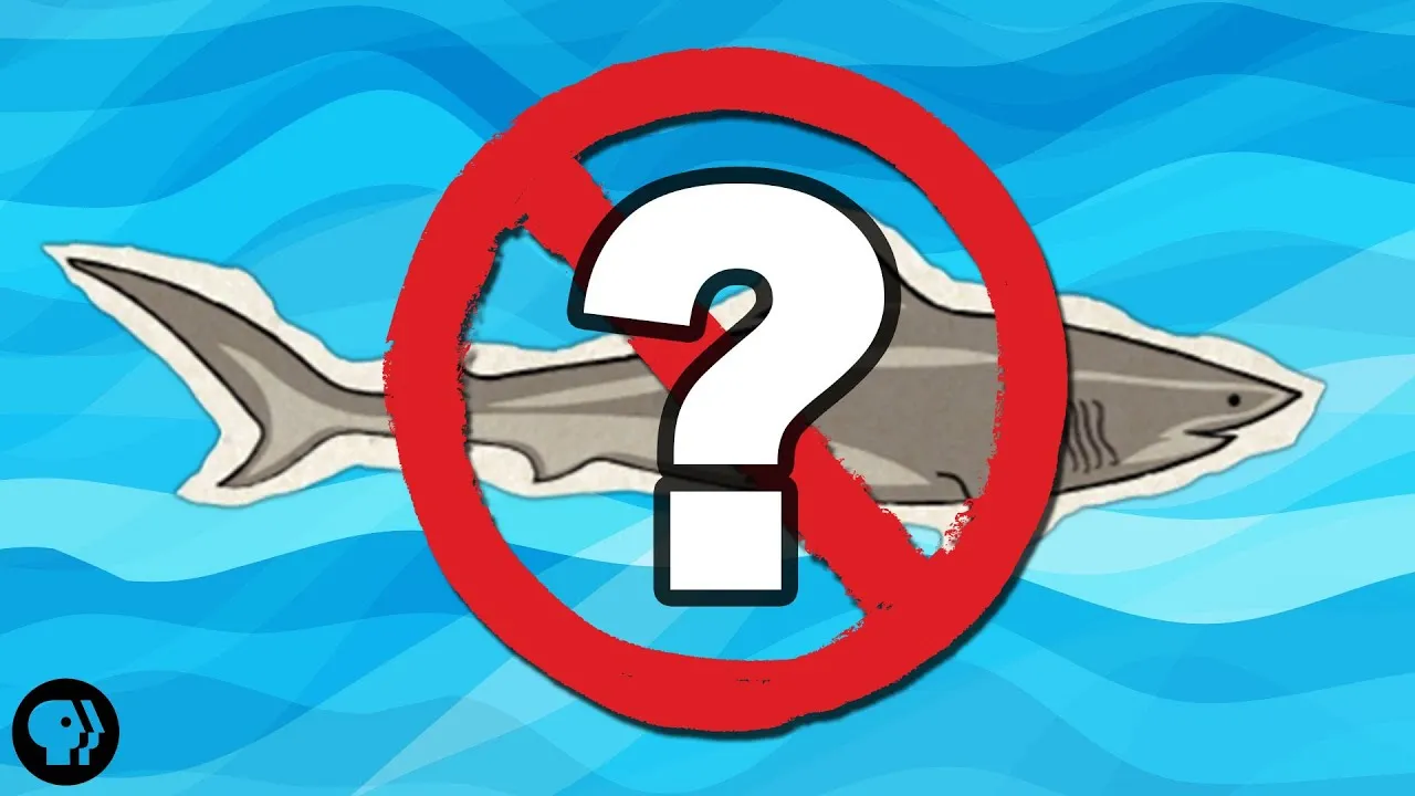 What If There Were No Sharks? - ClassX