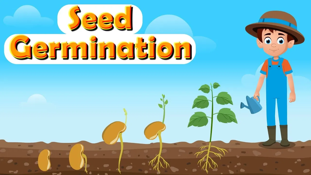 What Is Seed Germination? | How Do Seeds Grow into Plants? | Process ...