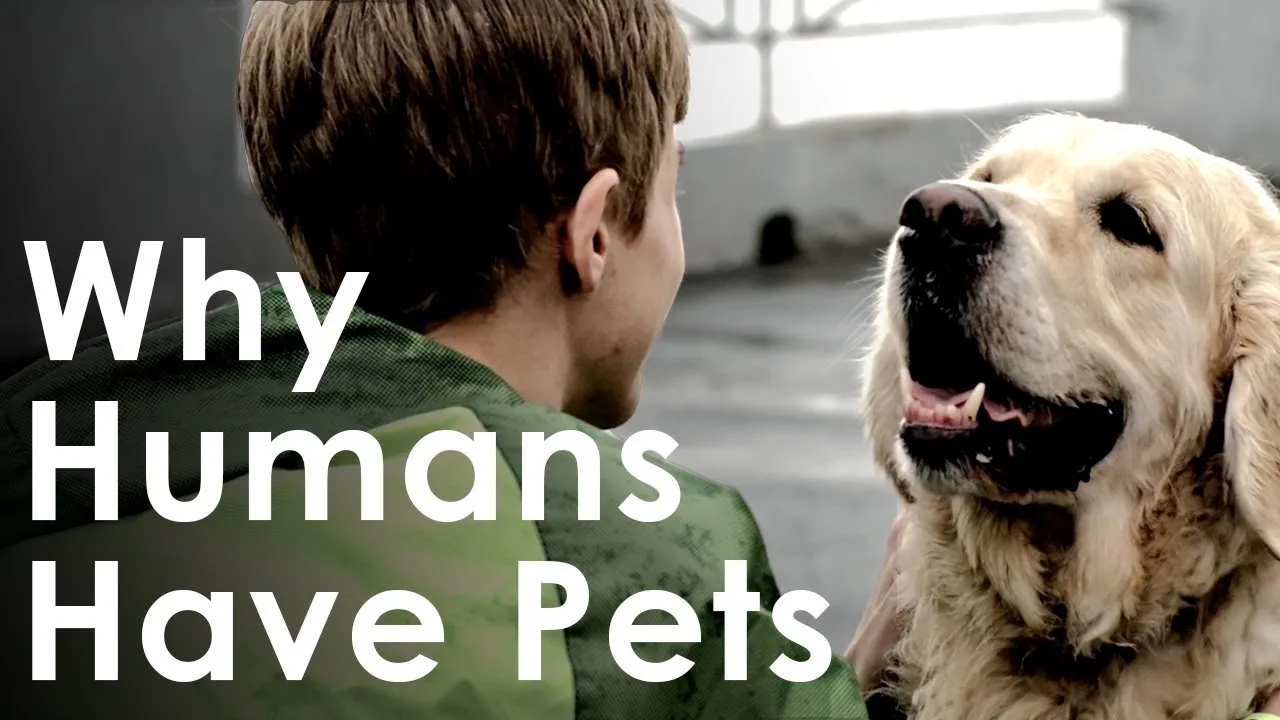 What Pets Teach Us About Life Why Humans Like Having Pets Classx