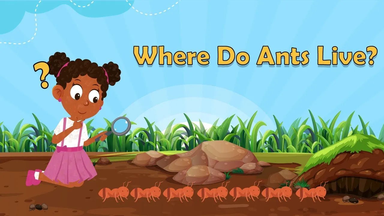 Where Do Ants Live? - ClassX