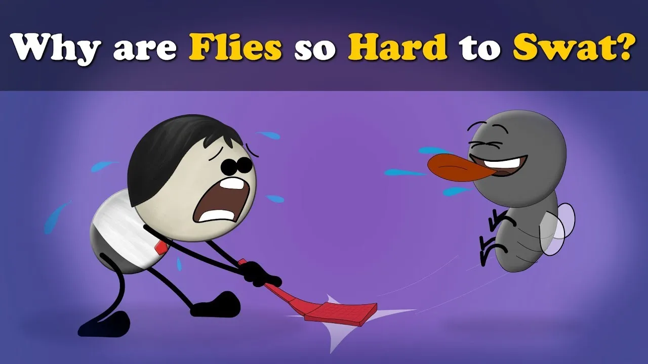 Why are Flies so Hard to Swat? - ClassX