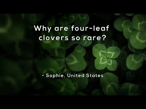 Why are four-leaf clovers so rare? - ClassX