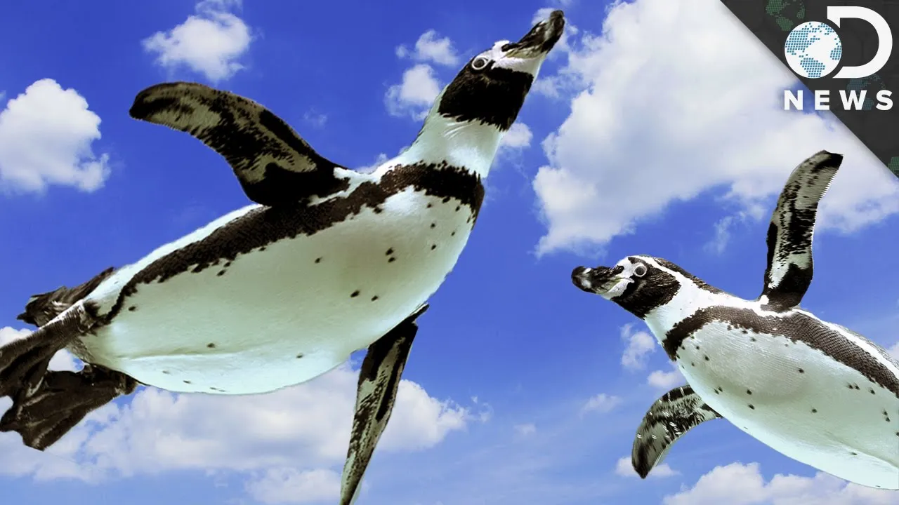 Why Can’t Some Birds Fly? - ClassX