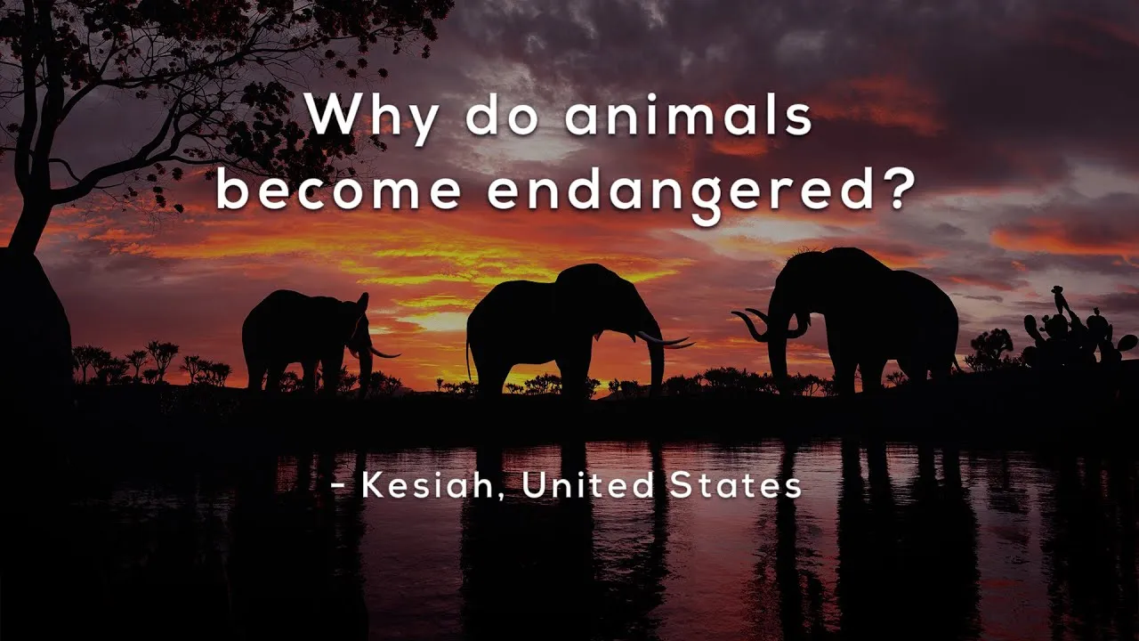 Why do animals become endangered? - ClassX