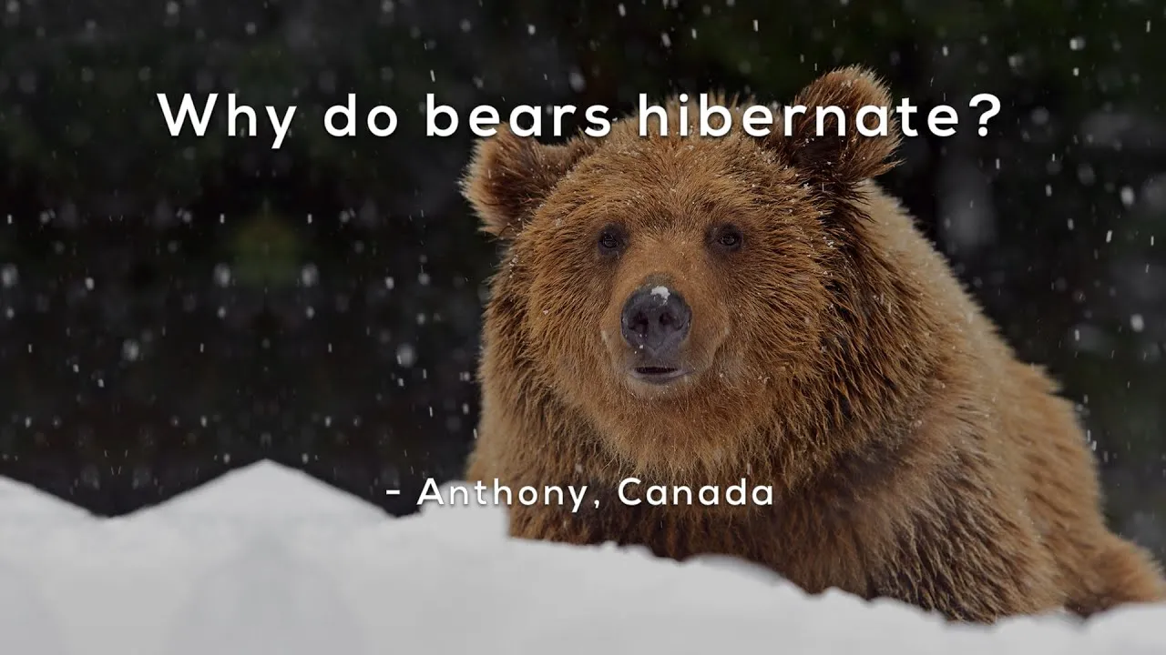 Why do bears hibernate? - ClassX
