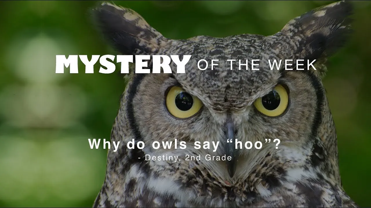 Why do owls say hoo? - ClassX