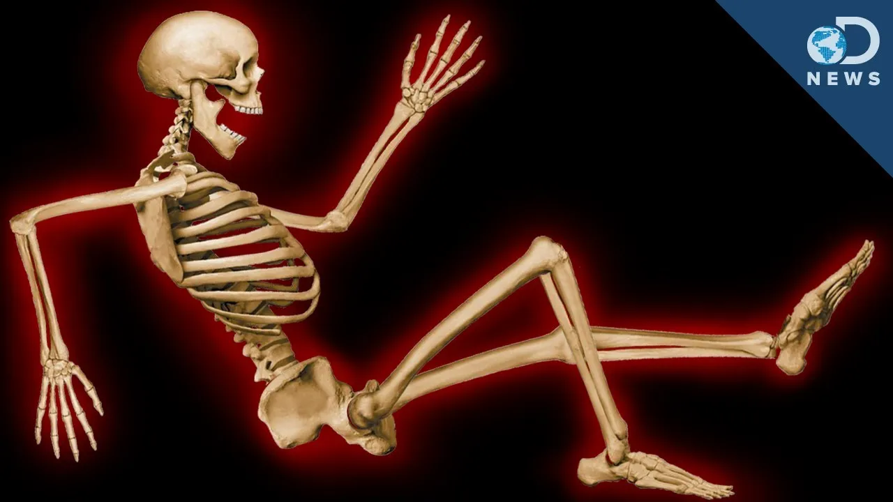 Why Do We Have An Internal Skeleton? - ClassX
