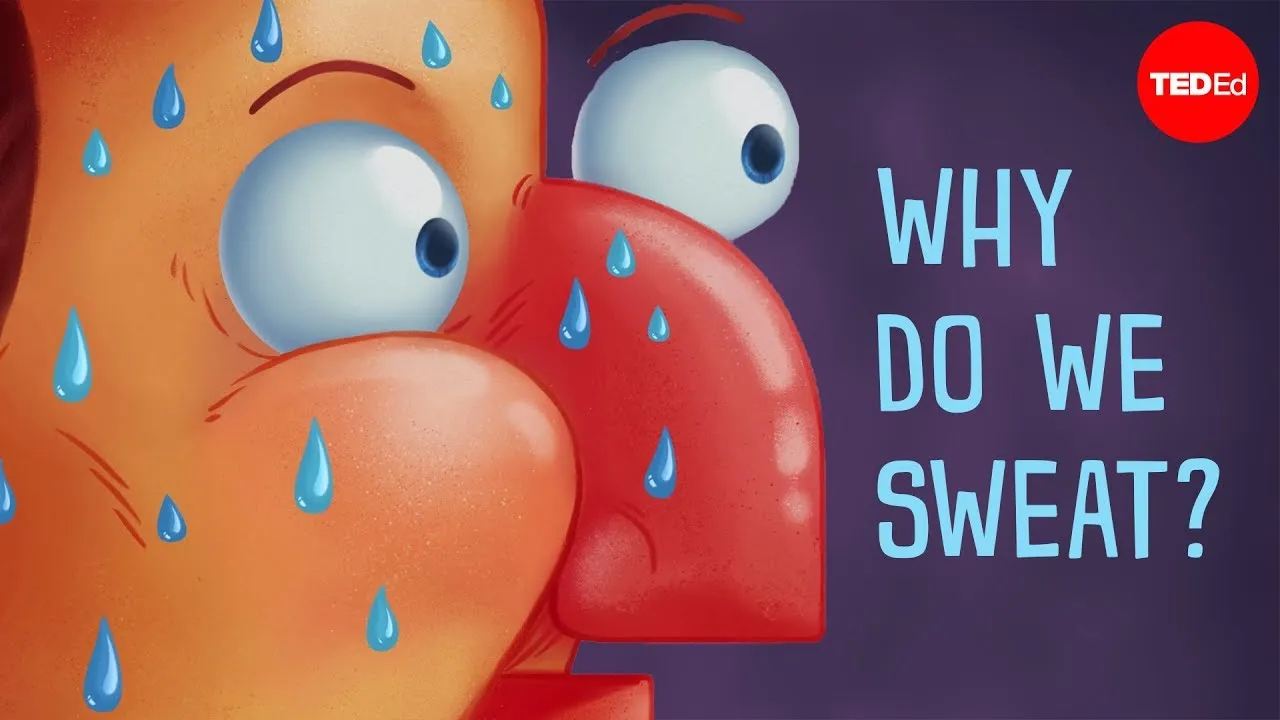 Why do we sweat? - John Murnan - ClassX