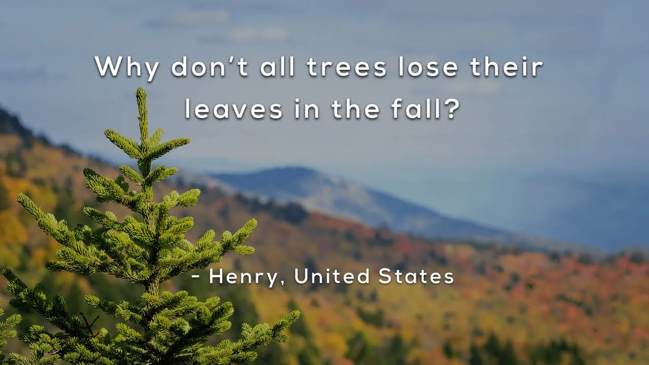 Why don't all trees lose their leaves in the fall? - ClassX