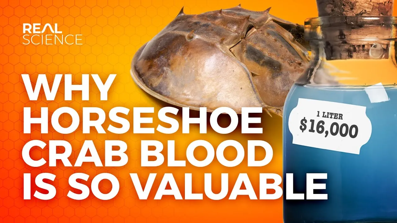 Why Horseshoe Crab Blood Is So Valuable - ClassX