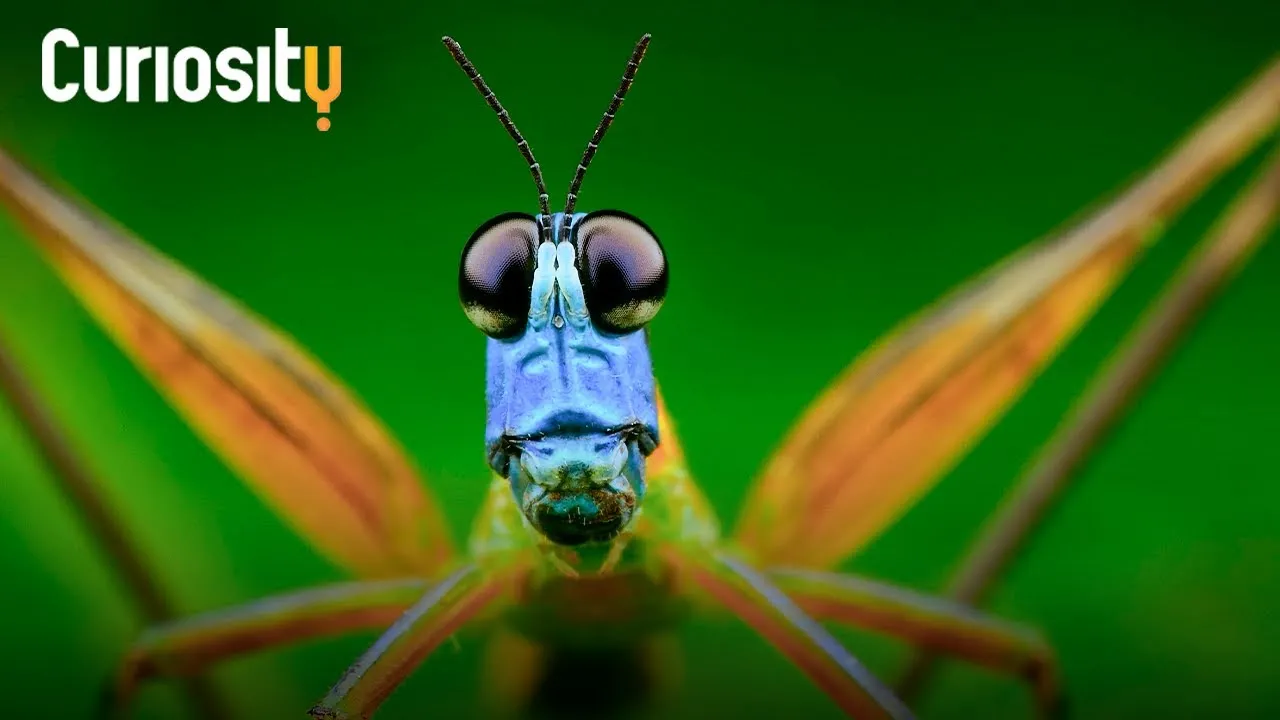 Why Insects Are the Most Successful Species on Earth | Planet Insect ...