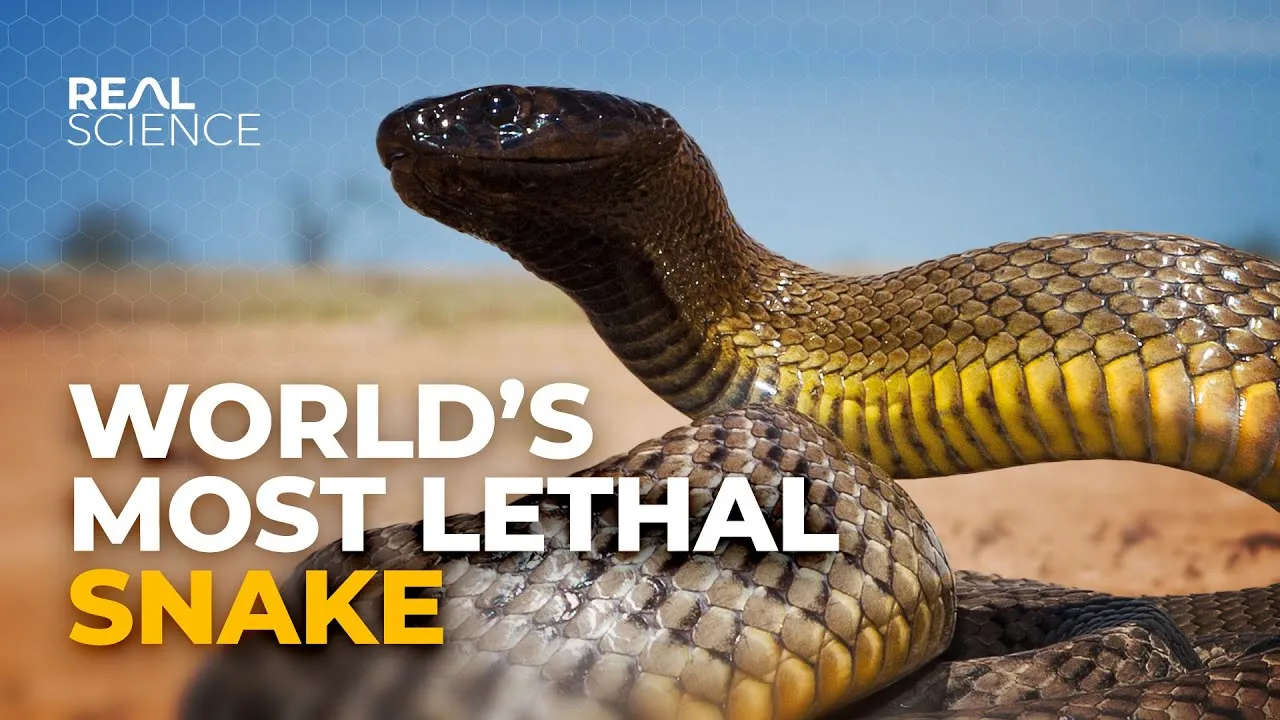 Why This Is the Deadliest Venom in the World - ClassX