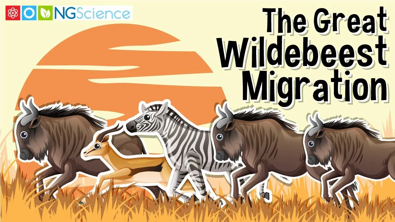 Wildebeest Migration - ClassX