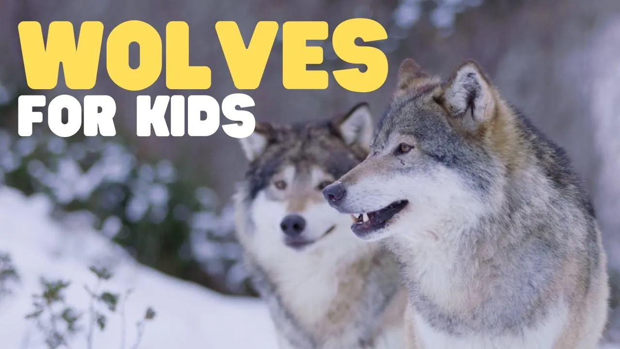 Wolves for Kids | Learn fun facts about this unique mammal - ClassX