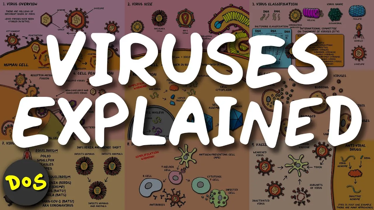 VIRUSES Explained in 9 Slides - ClassX
